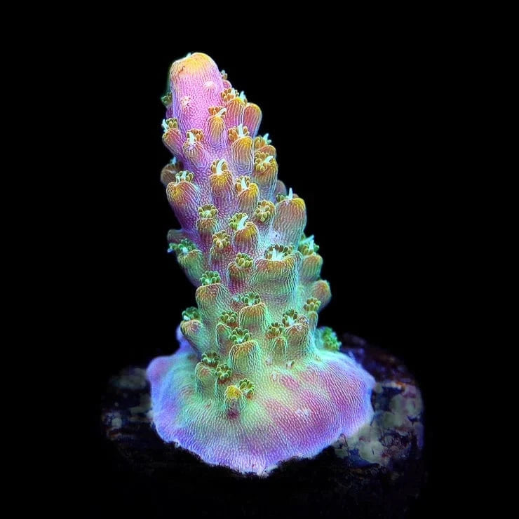 JF Shocktart Acropora Coral – Top Shelf Aquatics