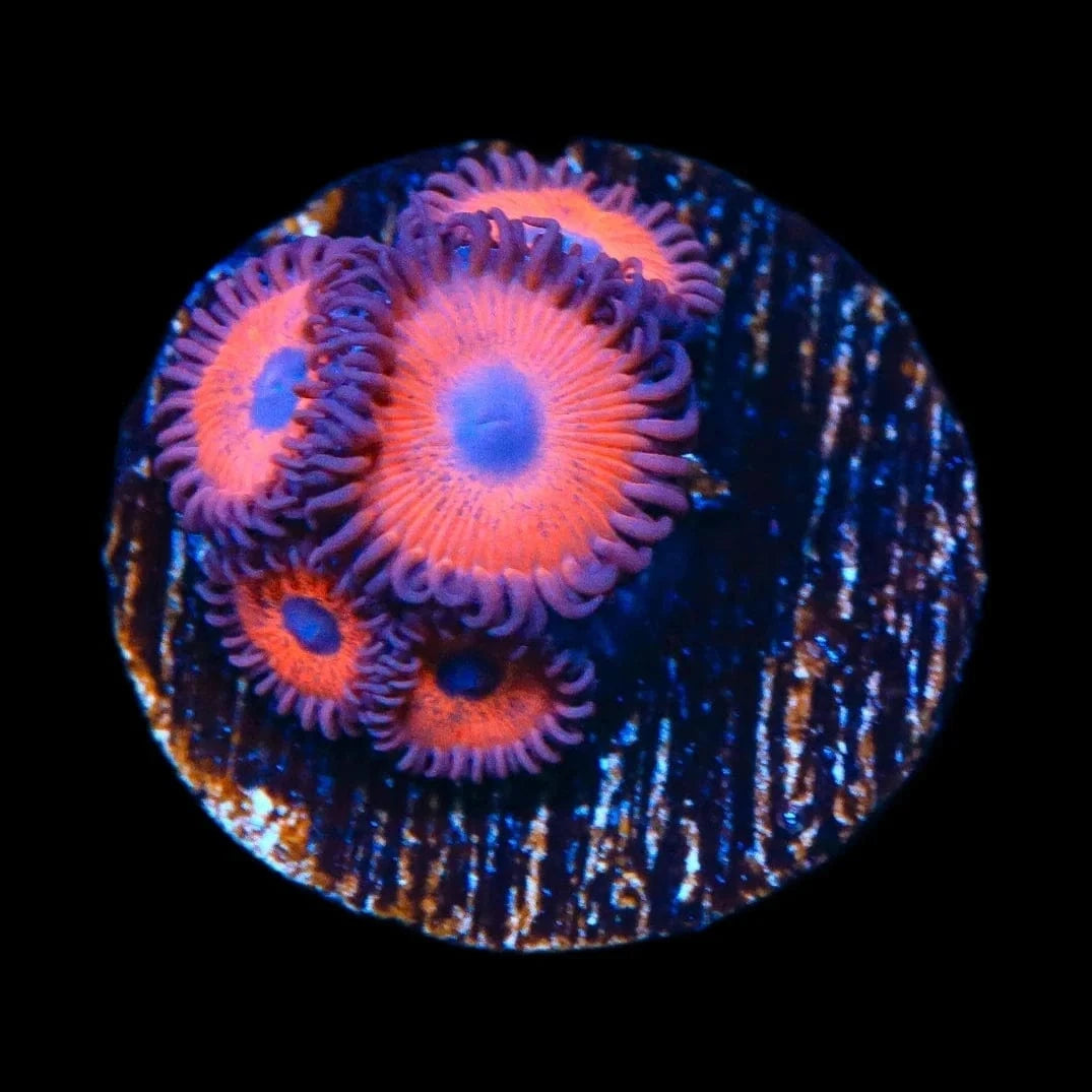 Kedds Red Zoanthids Coral – Top Shelf Aquatics