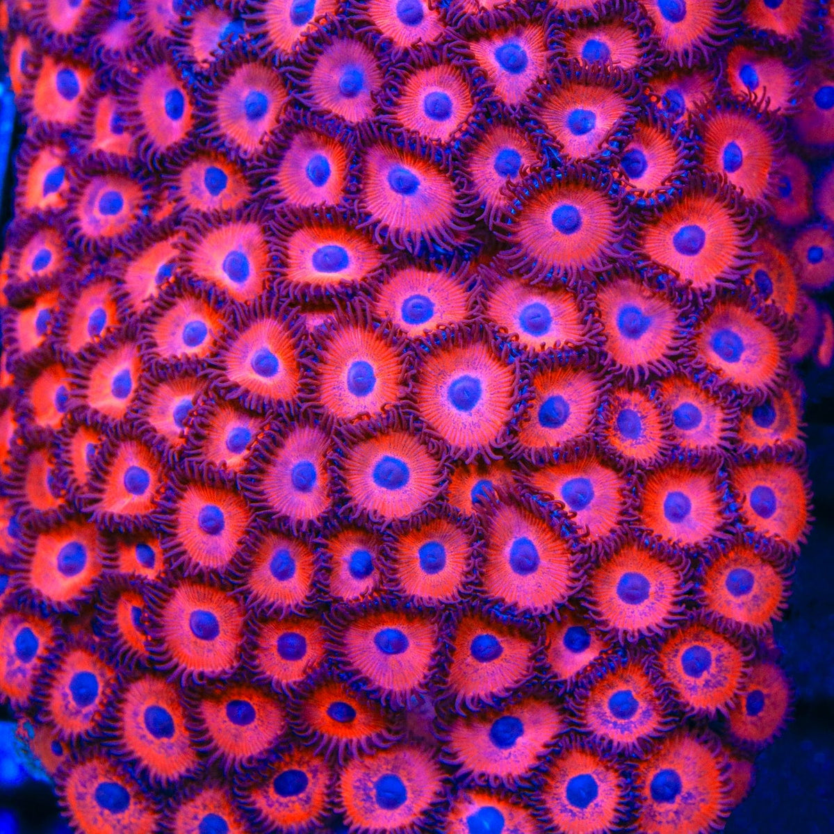 Kedds Red Zoanthids Coral – Top Shelf Aquatics