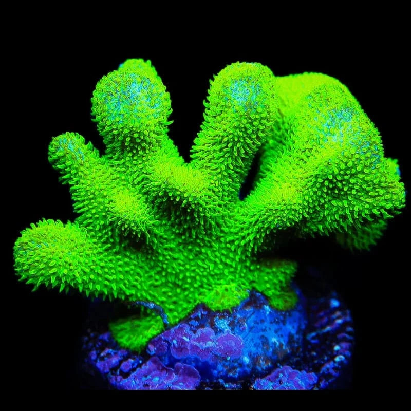 Kelly Green Psammocora Coral – Top Shelf Aquatics