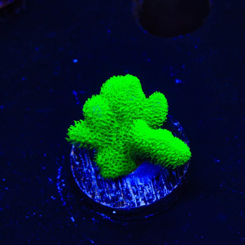 Kelly Green Psammocora Coral – Top Shelf Aquatics