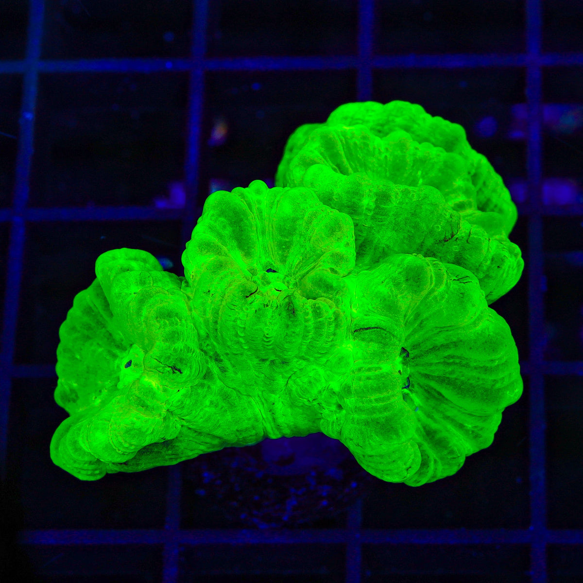Kryptonite Candy Cane Coral - Multi Heads – Top Shelf Aquatics