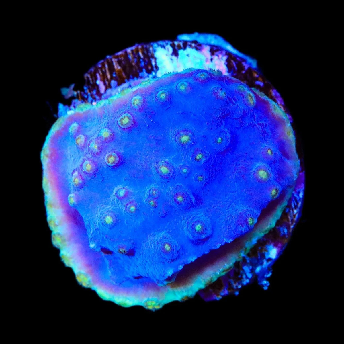 LA Lakers Scroll Coral – Top Shelf Aquatics