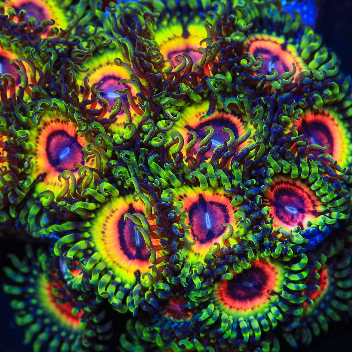 Little Shop of Horror Zoanthids Coral – Top Shelf Aquatics