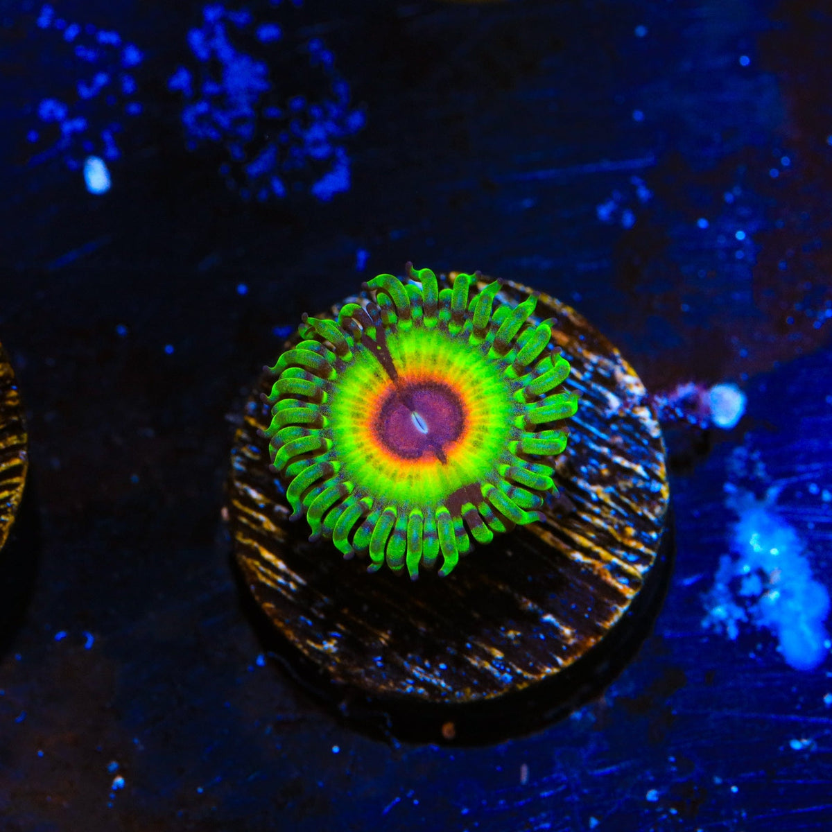 Little Shop of Horrors Zoanthids Coral – Top Shelf Aquatics