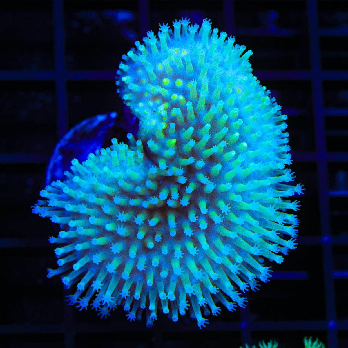 Long Polyp Toadstool Coral – Top Shelf Aquatics
