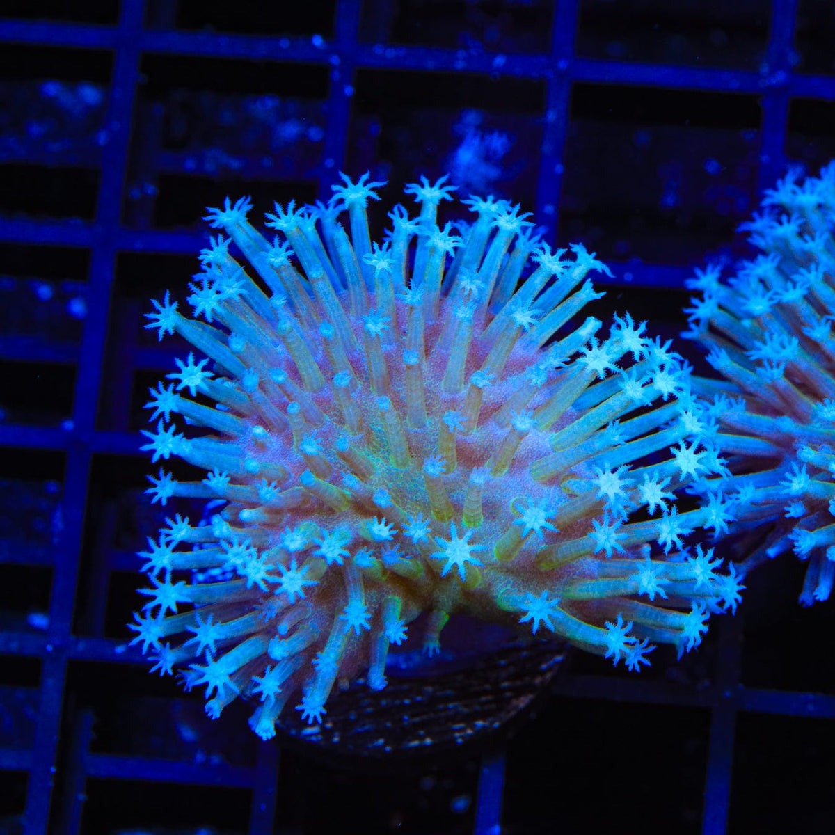 Long Polyp Toadstool Coral – Top Shelf Aquatics