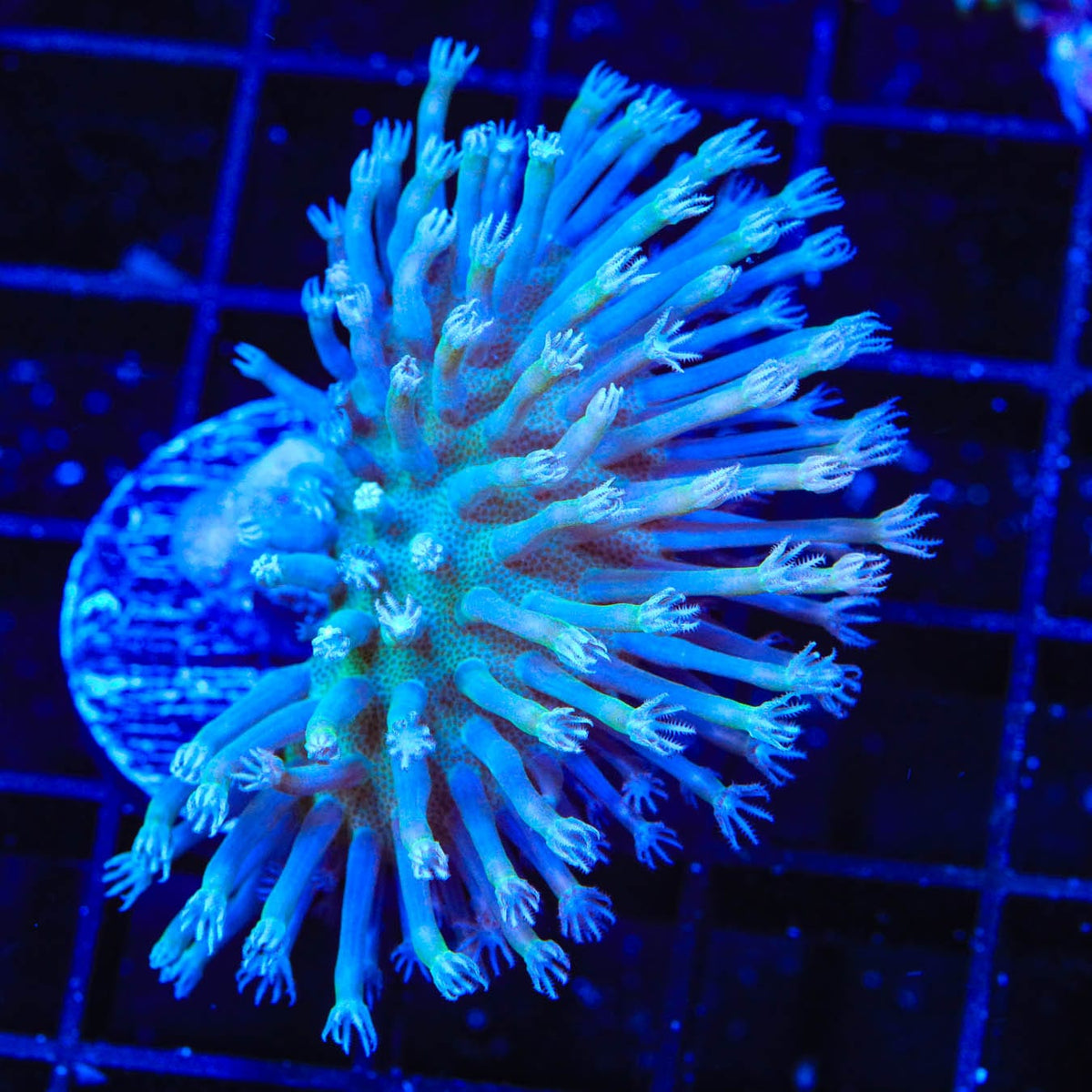 Long Polyp Toadstool Coral – Top Shelf Aquatics