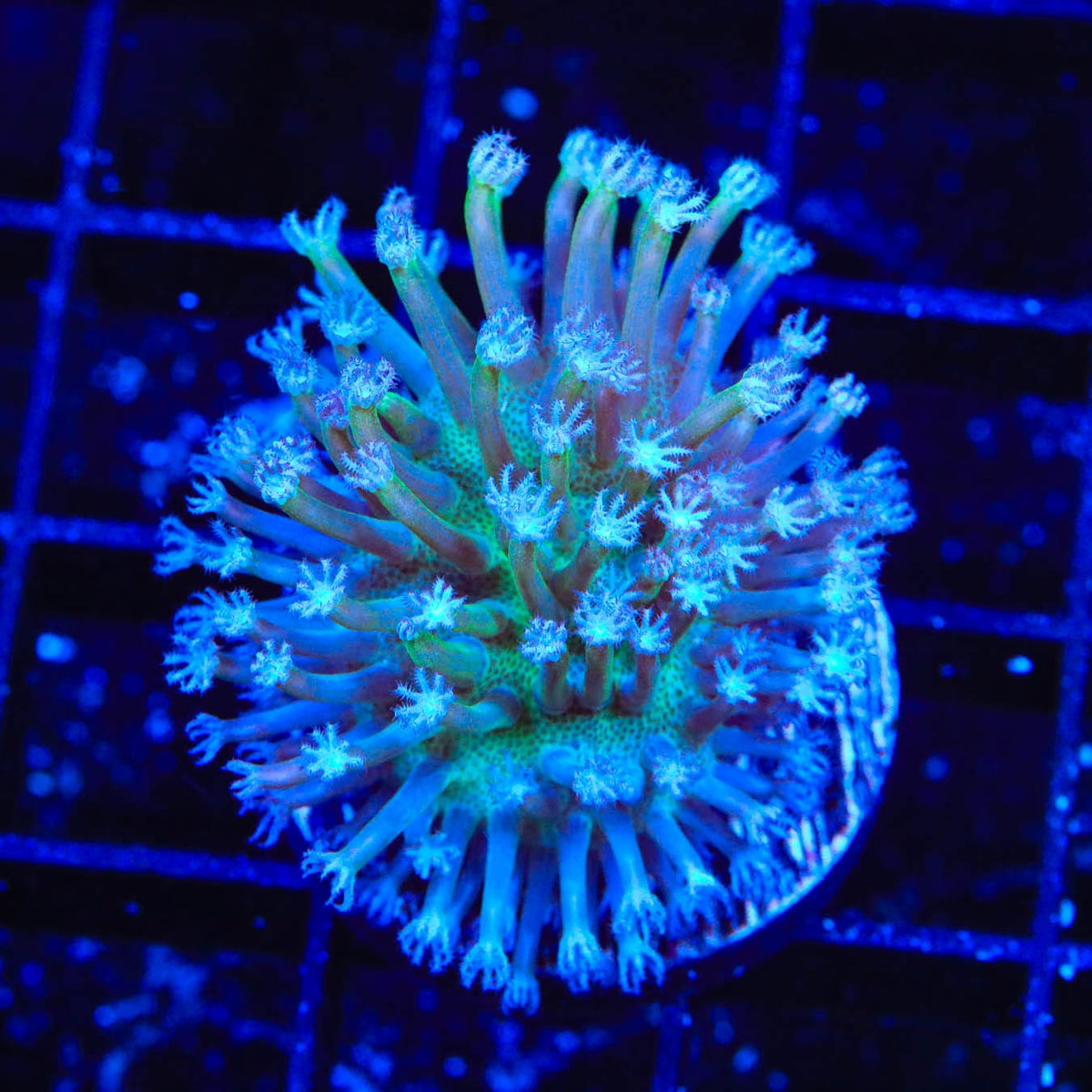 Long Polyp Toadstool Coral – Top Shelf Aquatics