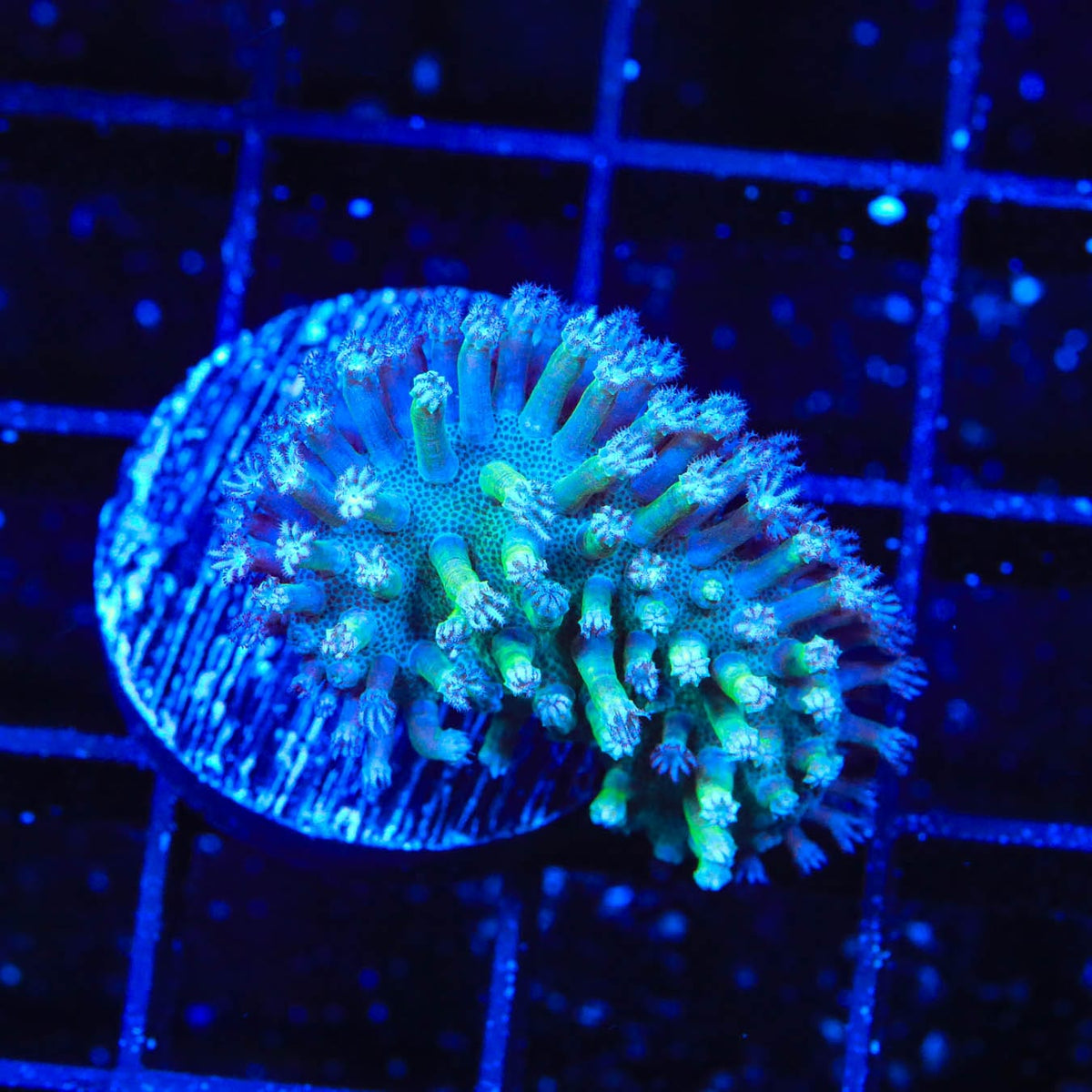 Long Polyp Toadstool Coral – Top Shelf Aquatics