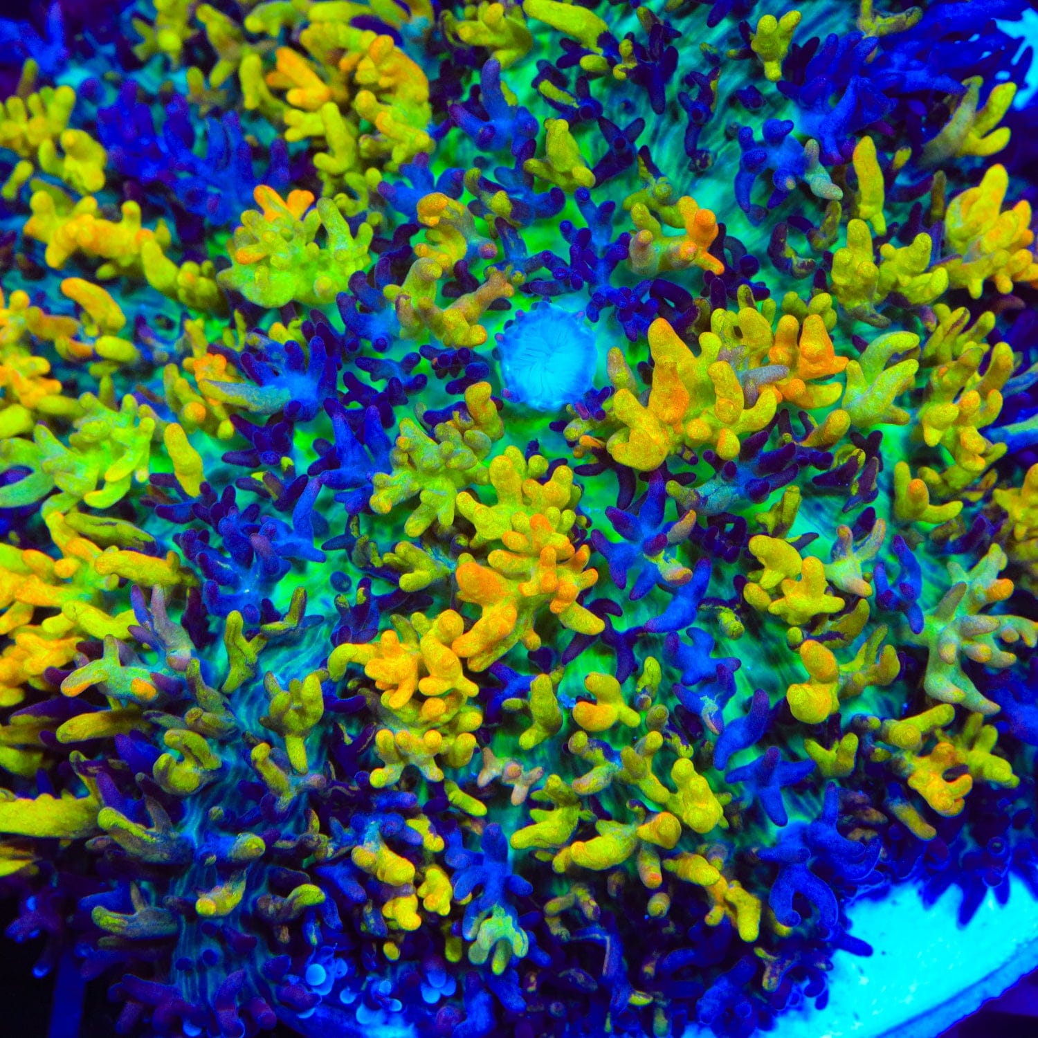 Mushroom Corals for Sale | Live Vibrant Coral Mushrooms for Your Reef ...