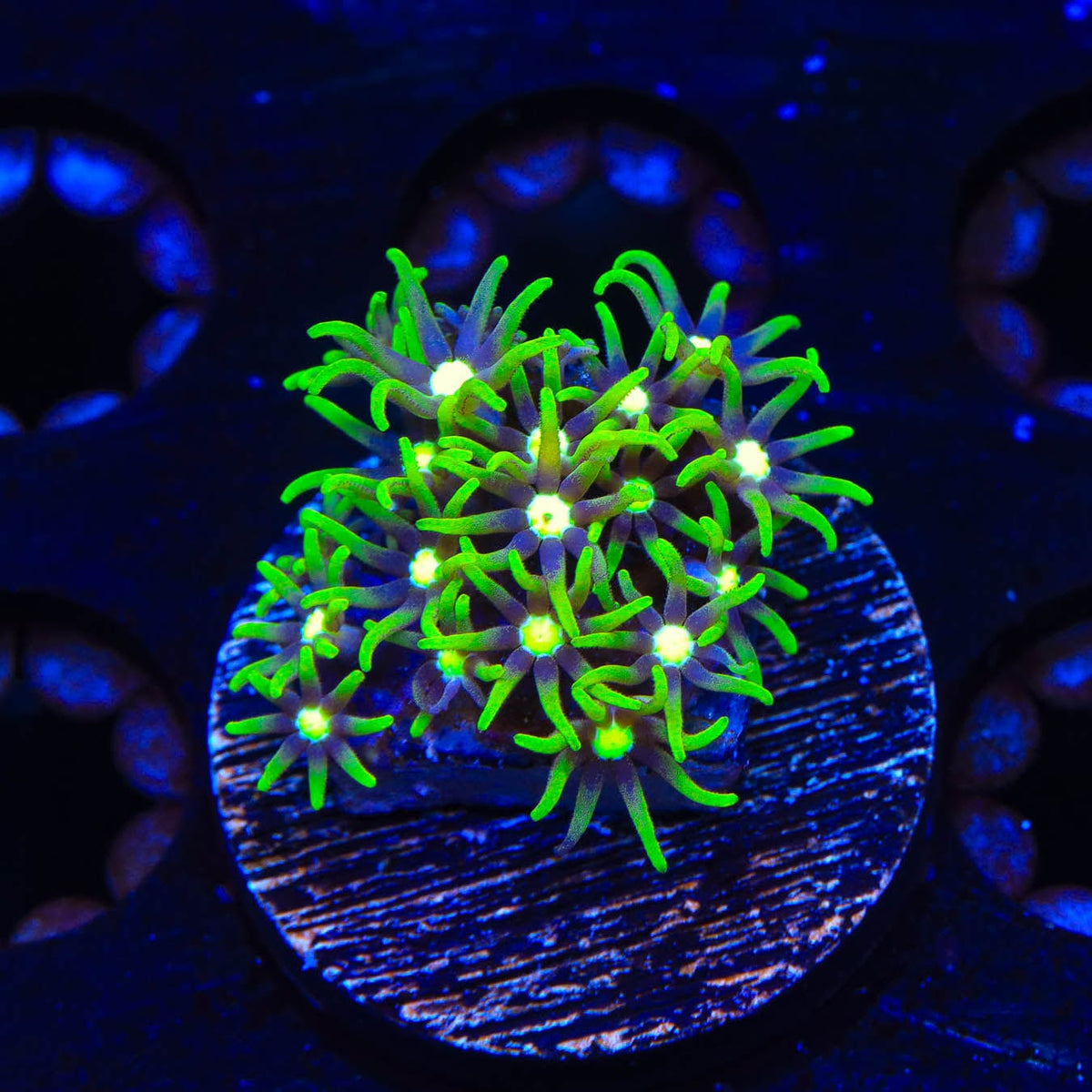 Metallic Green Center Star Polyps Coral – Top Shelf Aquatics