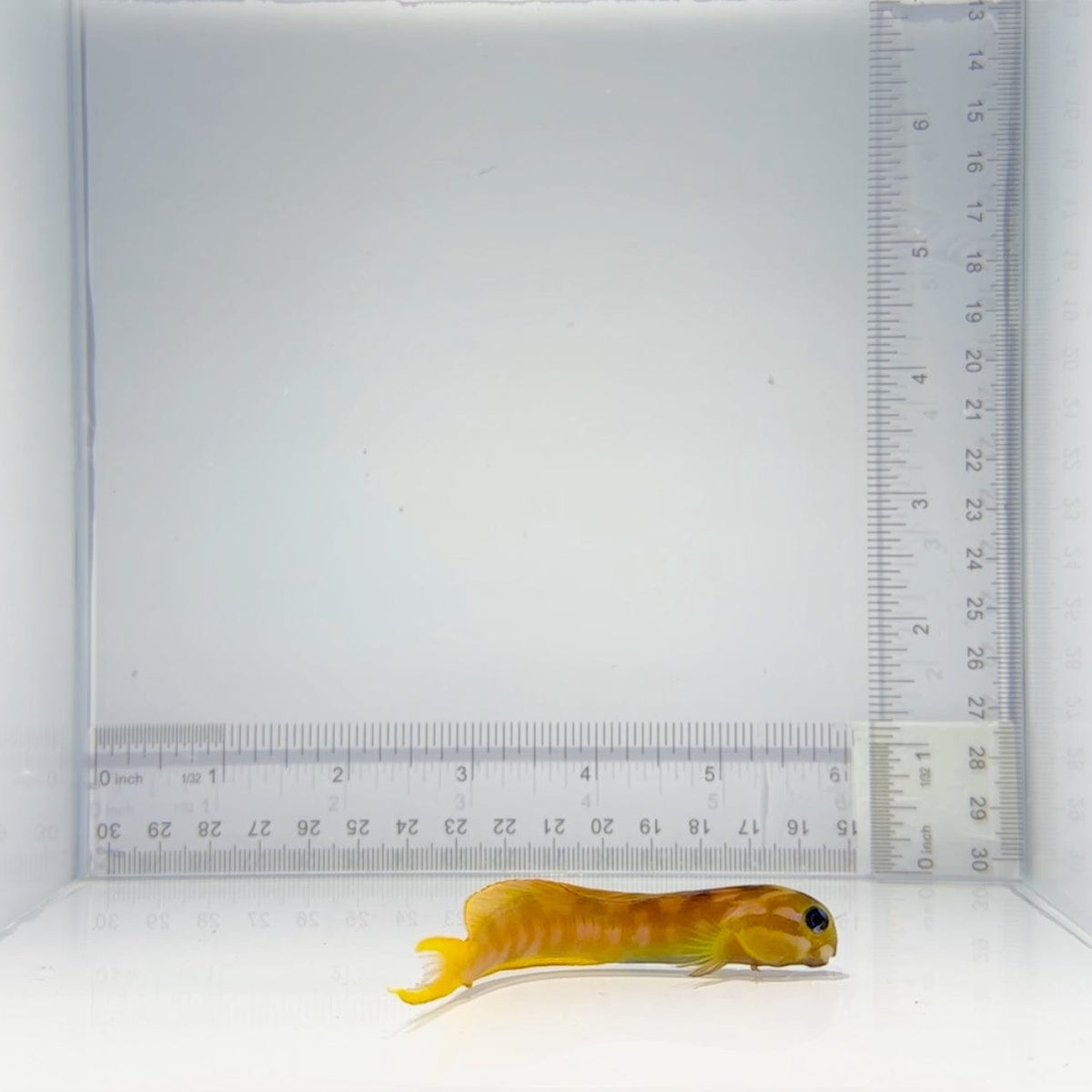 Midas Blenny Fish (Ecsenius midas) – Top Shelf Aquatics