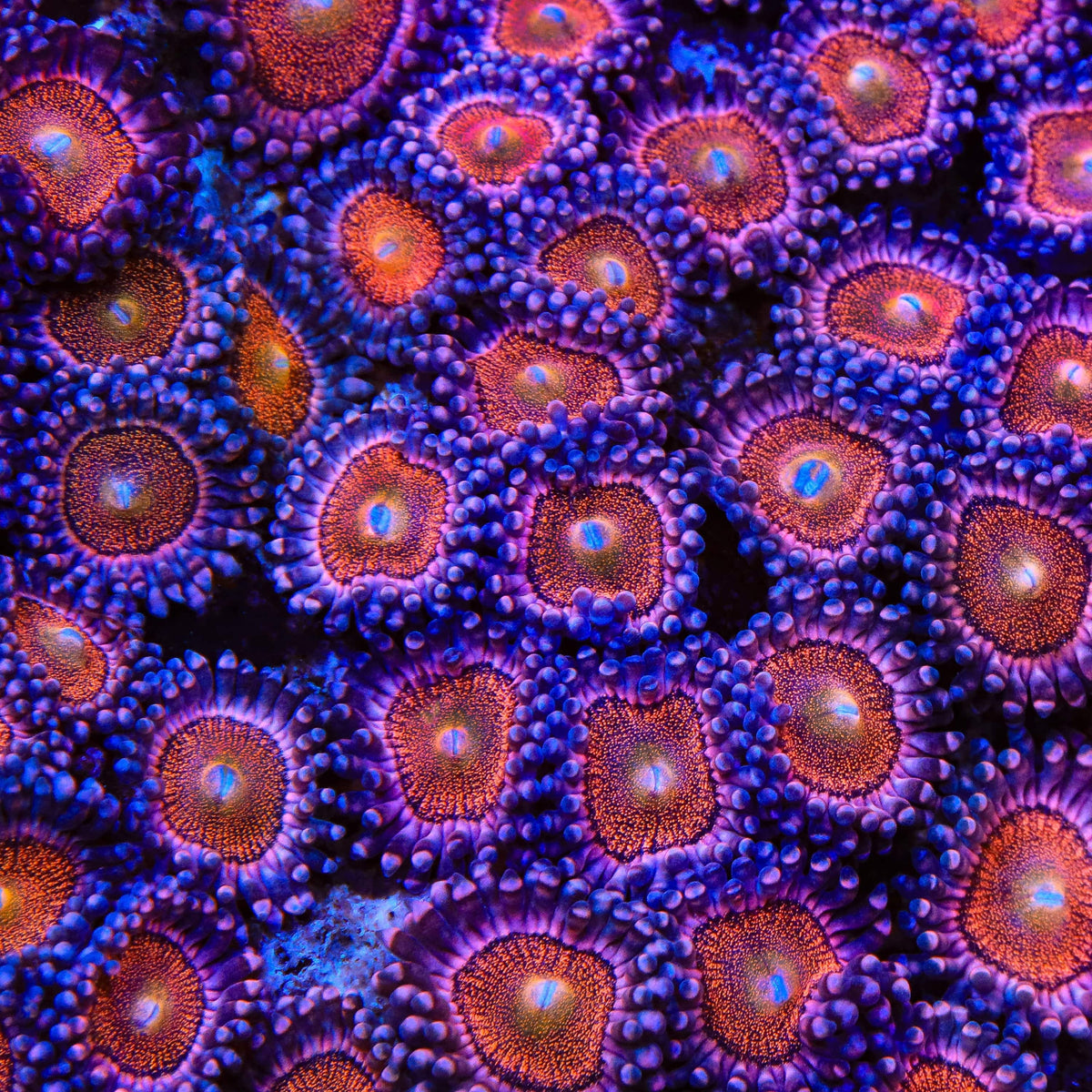 Mohawk Zoanthids Coral – Top Shelf Aquatics