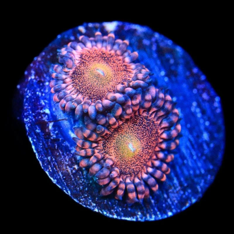Mohawk Zoanthids Coral – Top Shelf Aquatics