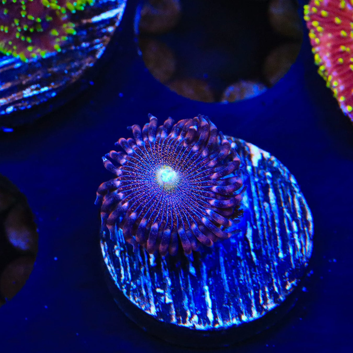 Mohawk Zoanthids Coral – Top Shelf Aquatics
