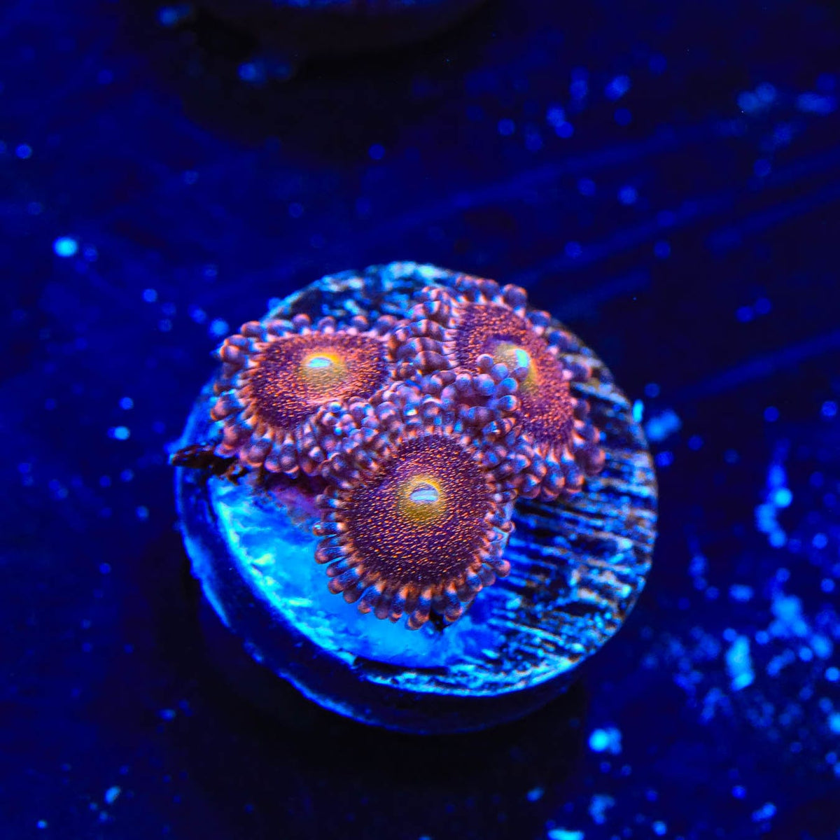 Mohawk Zoanthids Coral – Top Shelf Aquatics