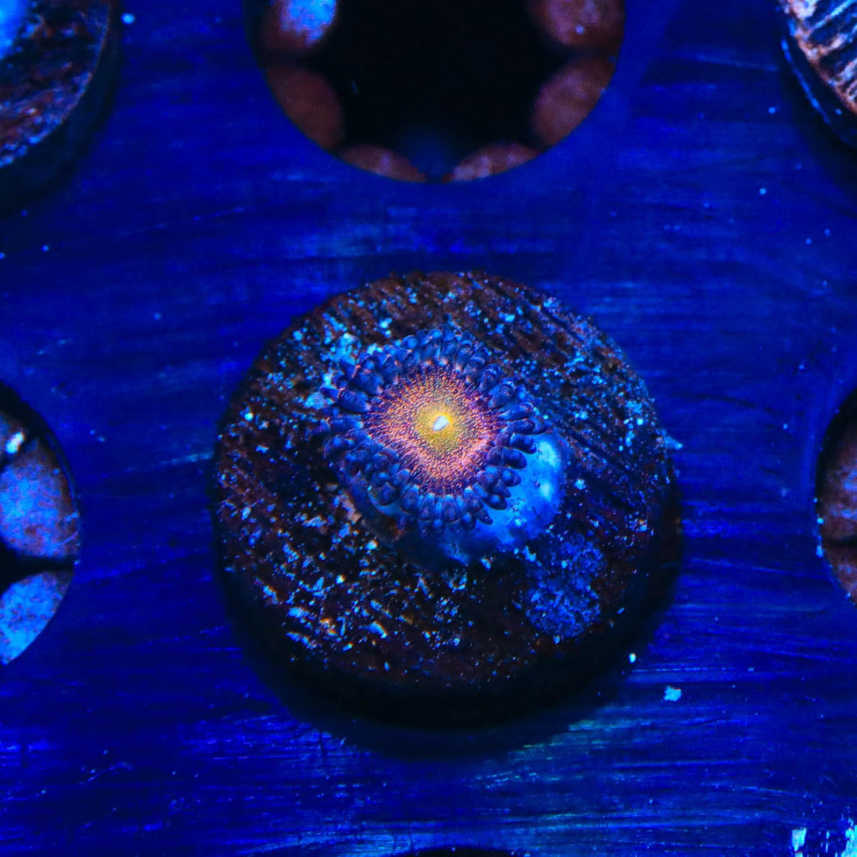 Mohawk Zoanthids Coral – Top Shelf Aquatics