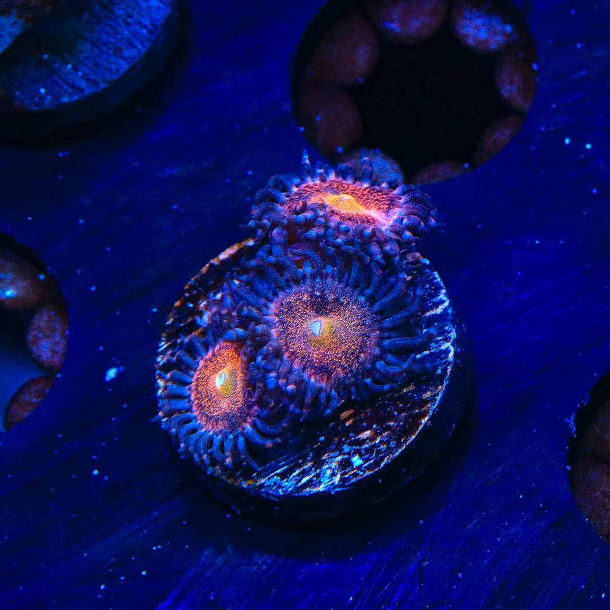 Mohawk Zoanthids Coral – Top Shelf Aquatics