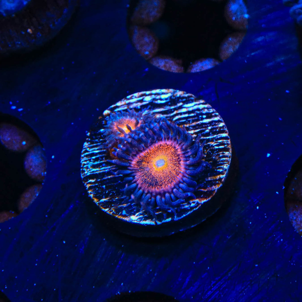 Mohawk Zoanthids Coral – Top Shelf Aquatics