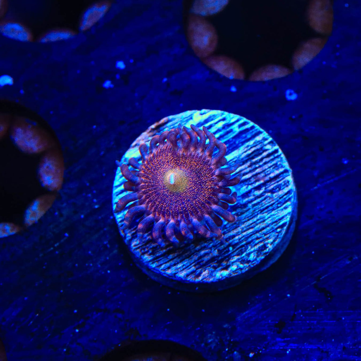 Mohawk Zoanthids Coral – Top Shelf Aquatics