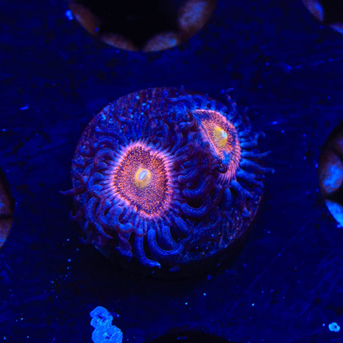Mohawk Zoanthids Coral – Top Shelf Aquatics