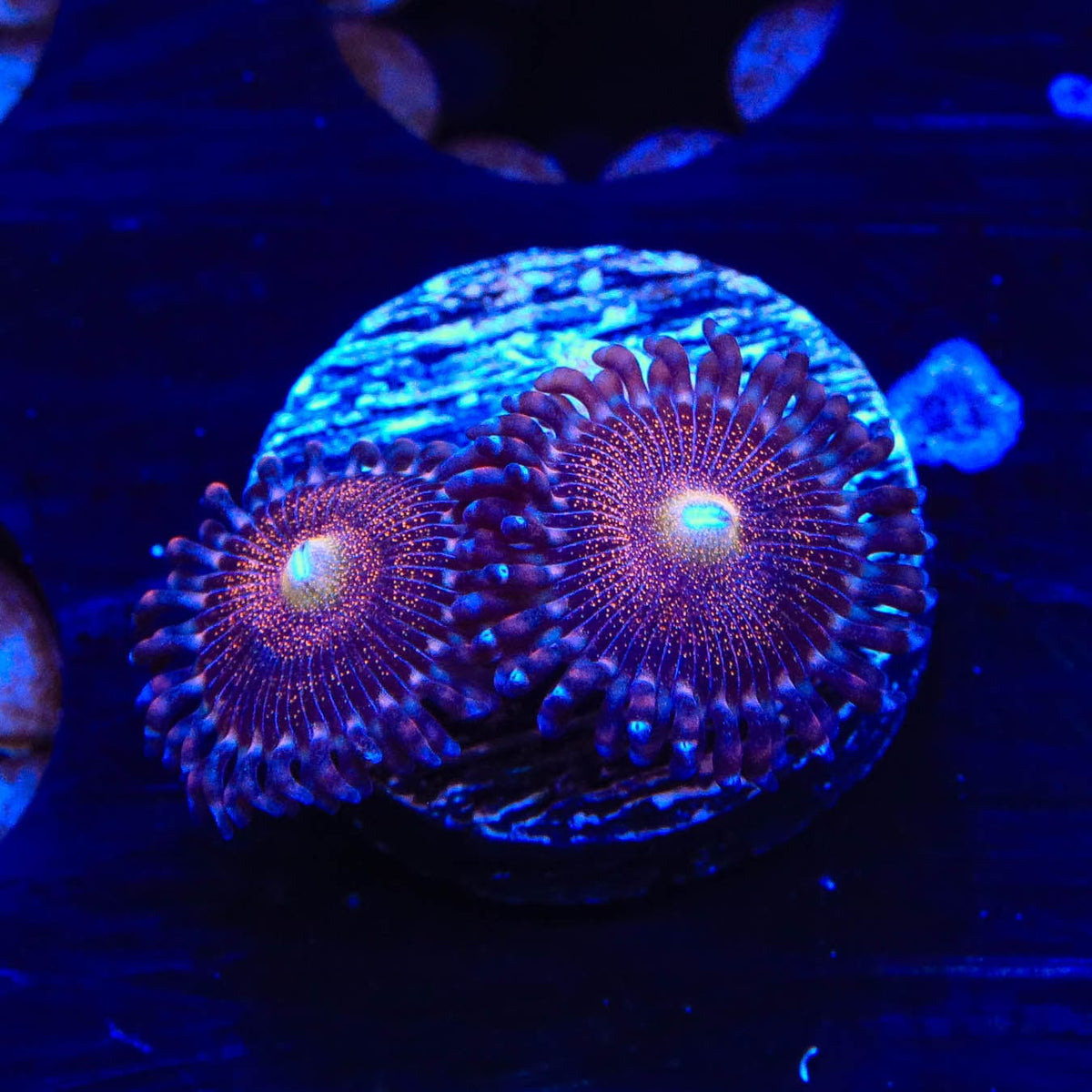 Mohawk Zoanthids Coral – Top Shelf Aquatics