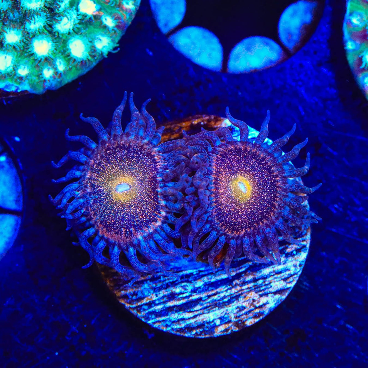 Mohawk Zoanthids Coral – Top Shelf Aquatics