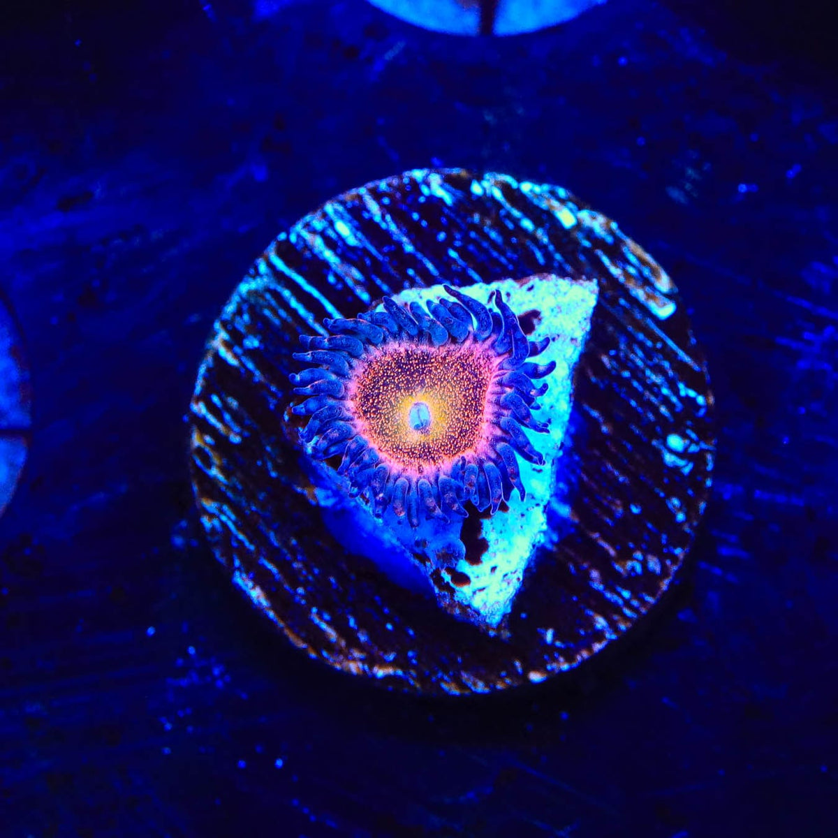 Mohawk Zoanthids Coral – Top Shelf Aquatics