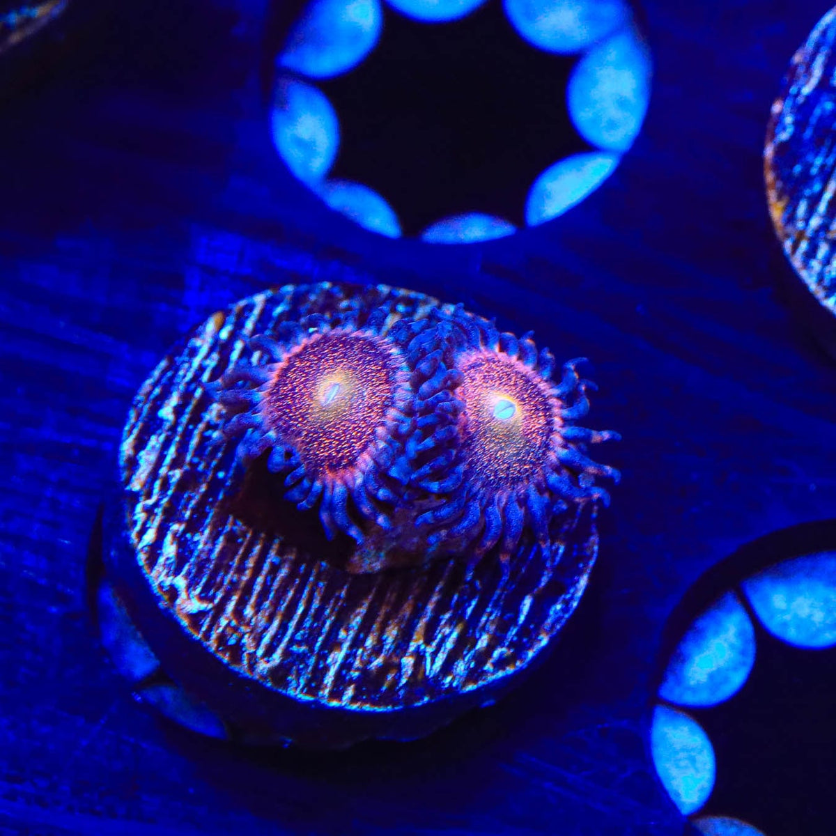 Mohawk Zoanthids Coral – Top Shelf Aquatics