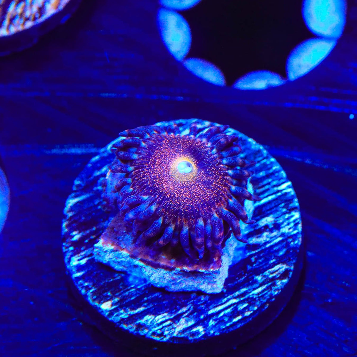 Mohawk Zoanthids Coral – Top Shelf Aquatics