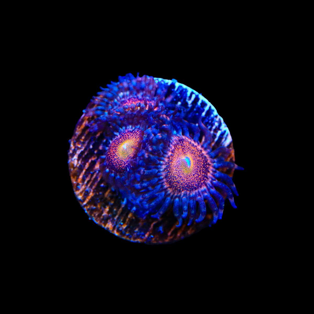 Mohawk Zoanthids Coral – Top Shelf Aquatics