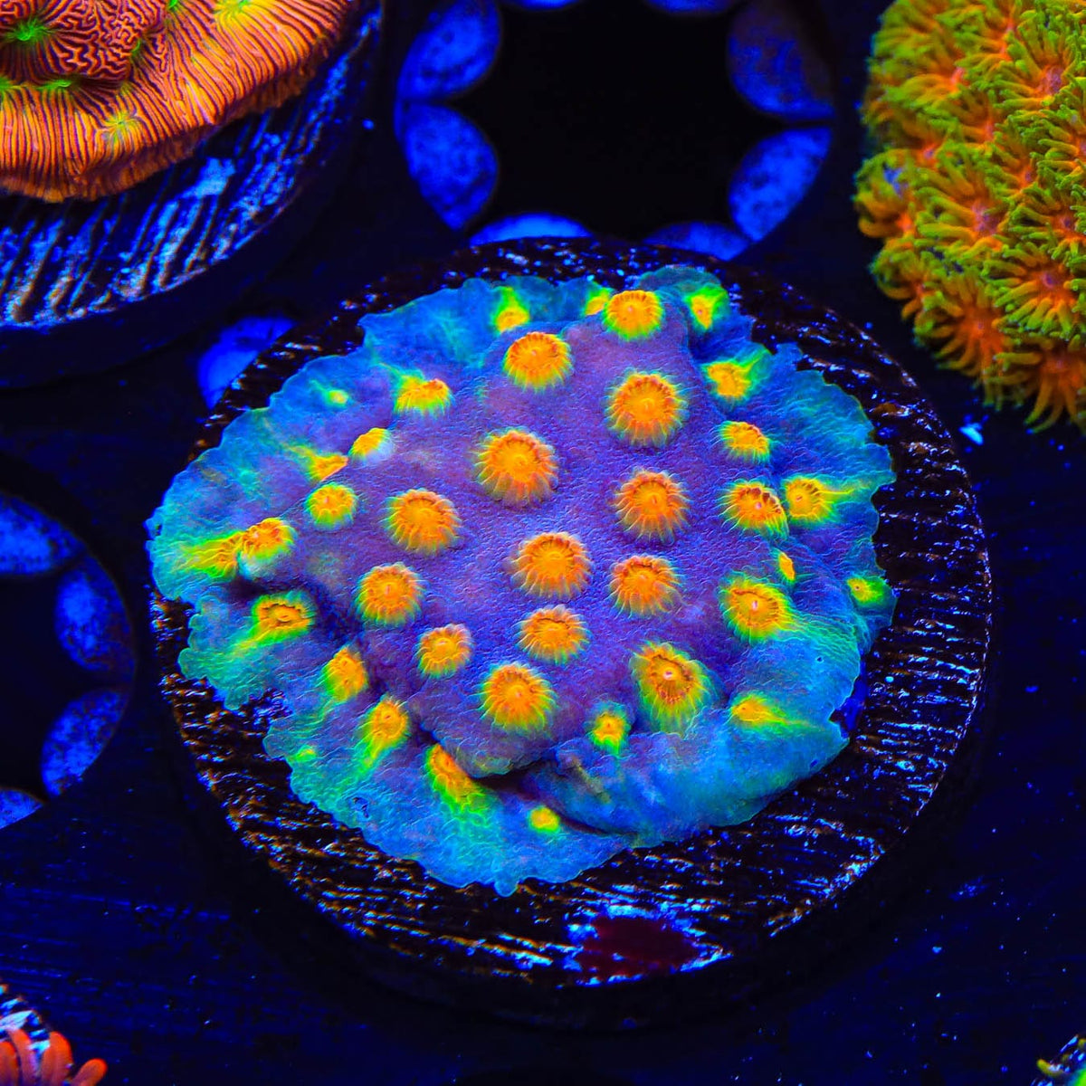 Monet Madness Cyphastrea Coral – Top Shelf Aquatics