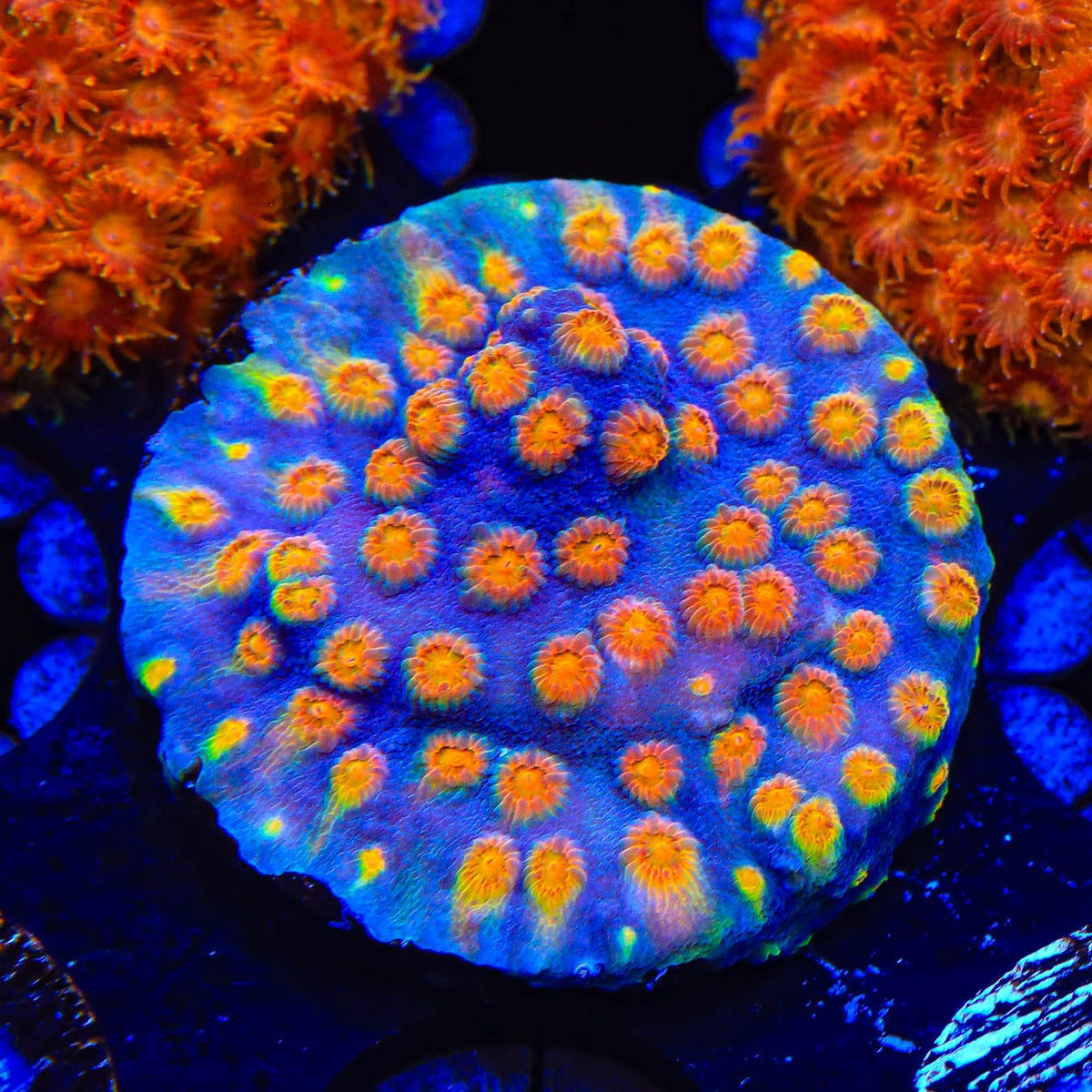 Monet Madness Cyphastrea Coral – Top Shelf Aquatics