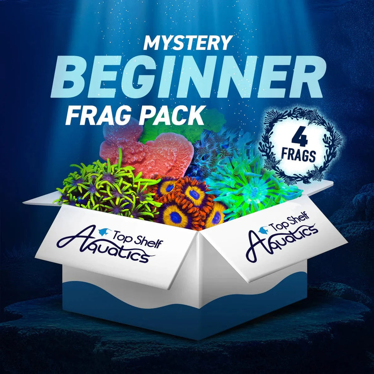 Mystery Beginner 4 Coral Frag Pack – Top Shelf Aquatics