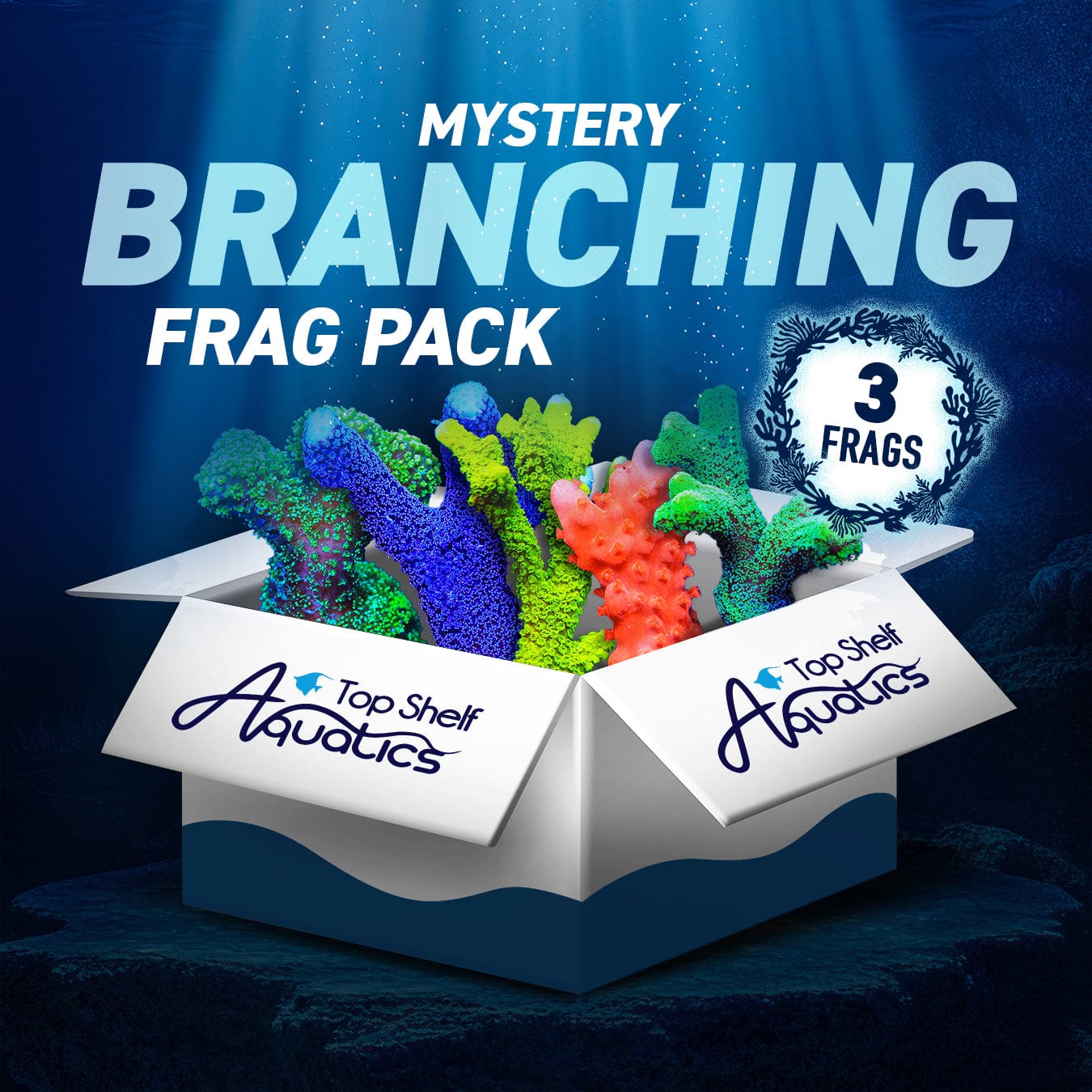 Mystery Branching 3 Coral Frag Pack – Top Shelf Aquatics