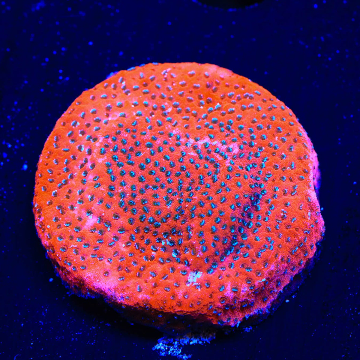 Mystic Sunset Montipora Coral – Top Shelf Aquatics