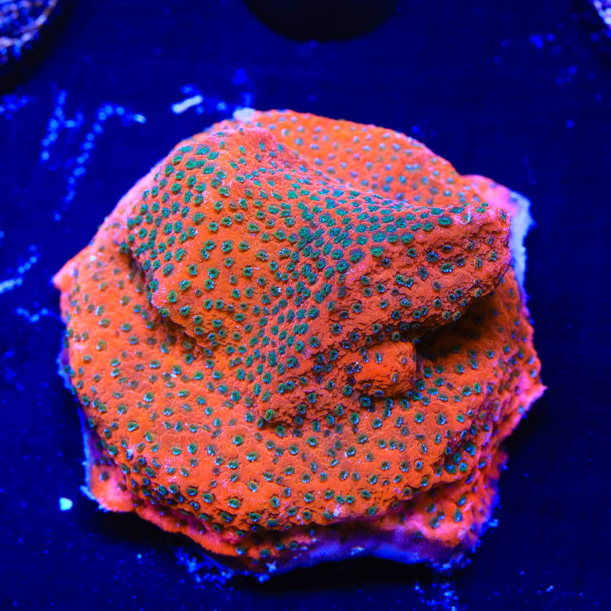 Mystic Sunset Montipora Coral – Top Shelf Aquatics