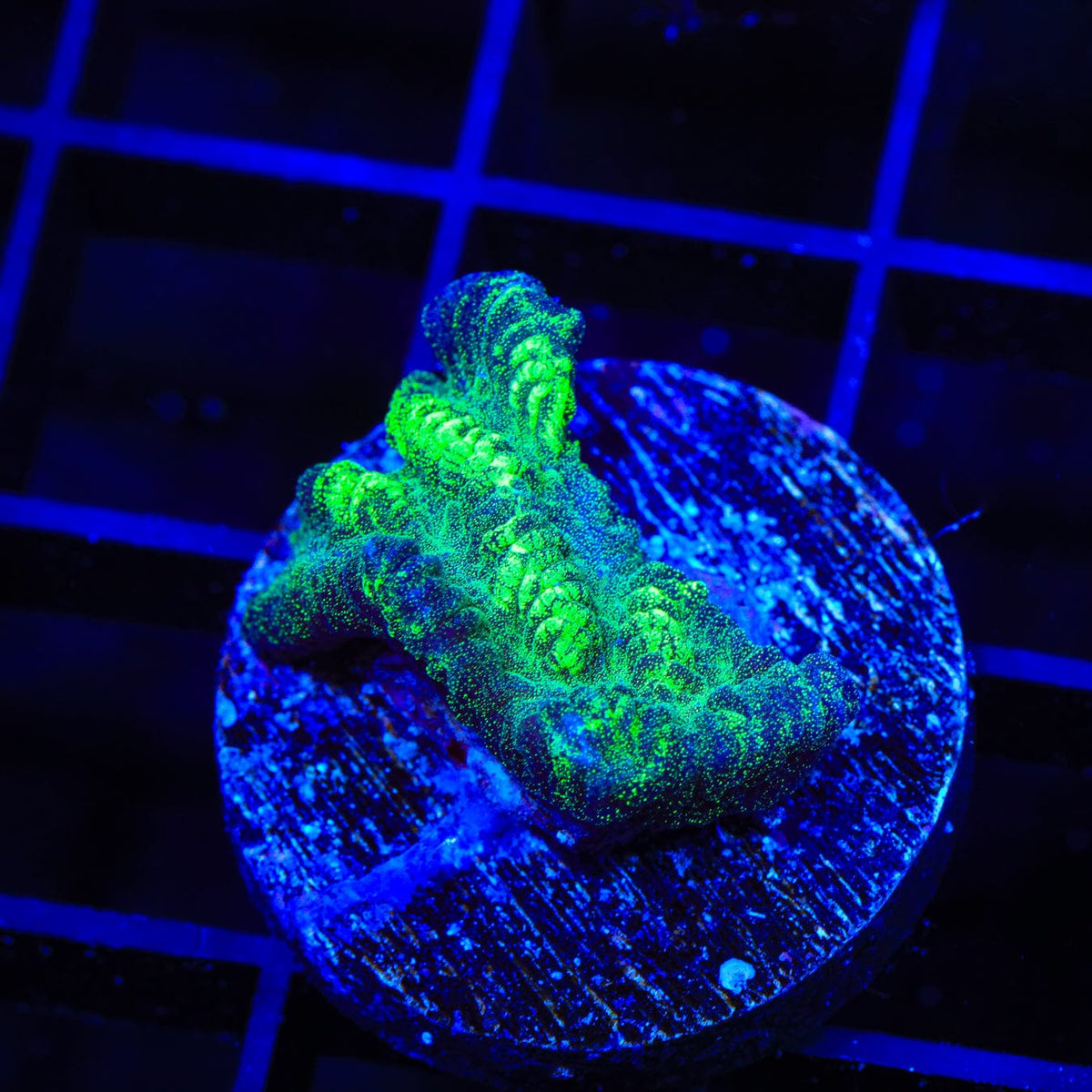 Neon Green Merulina Coral – Top Shelf Aquatics