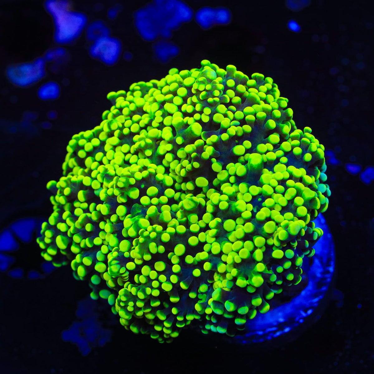 Neon Octospawn Coral – Top Shelf Aquatics