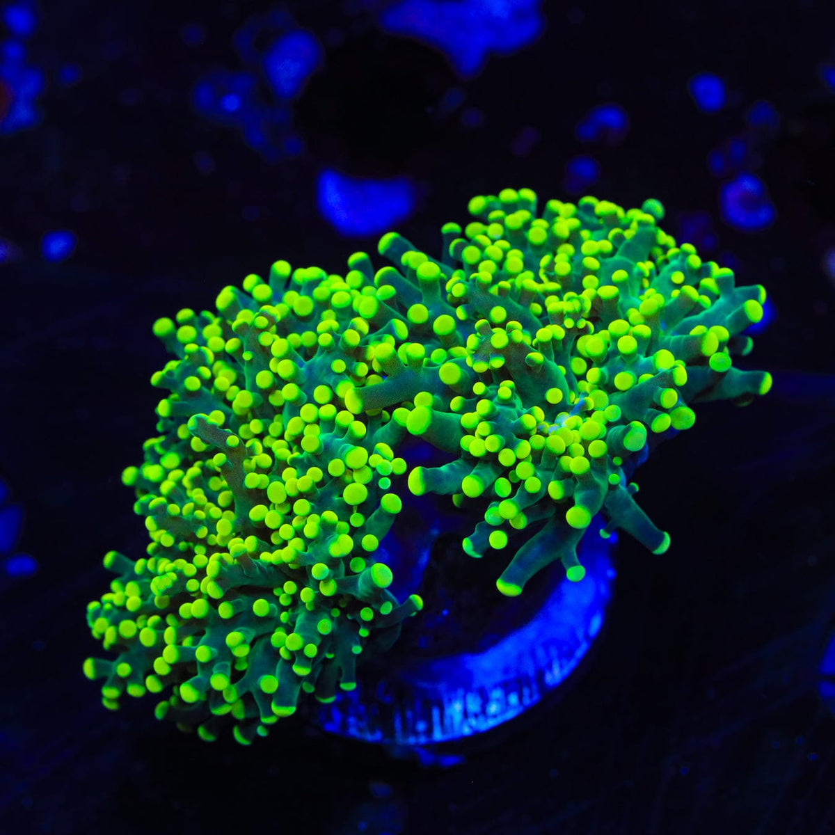 Neon Octospawn Coral – Top Shelf Aquatics