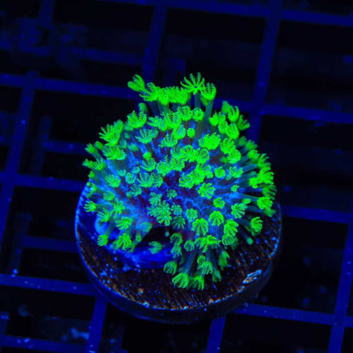 Neon Polyp Toadstool Coral – Top Shelf Aquatics