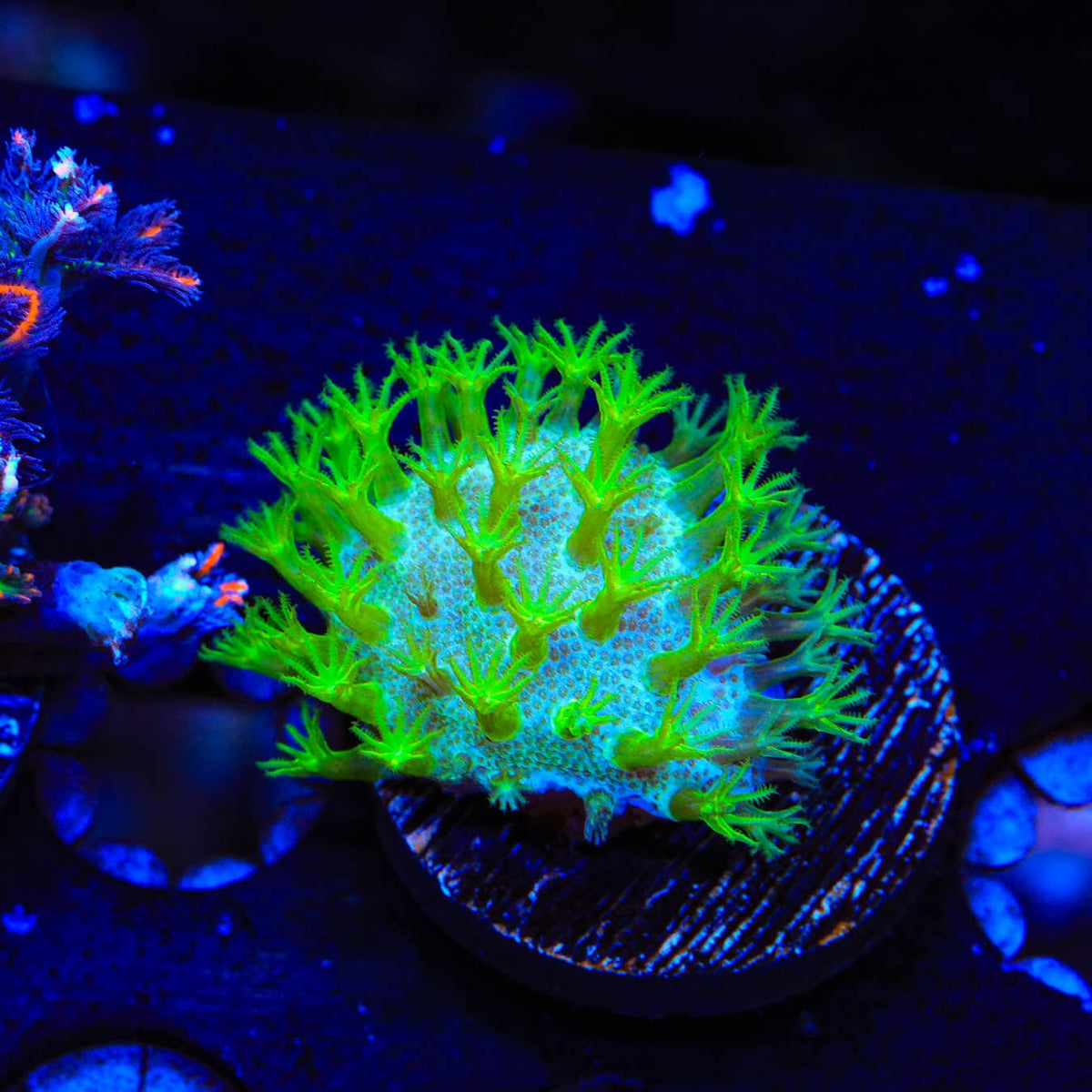 Neon Polyp Toadstool Coral – Top Shelf Aquatics