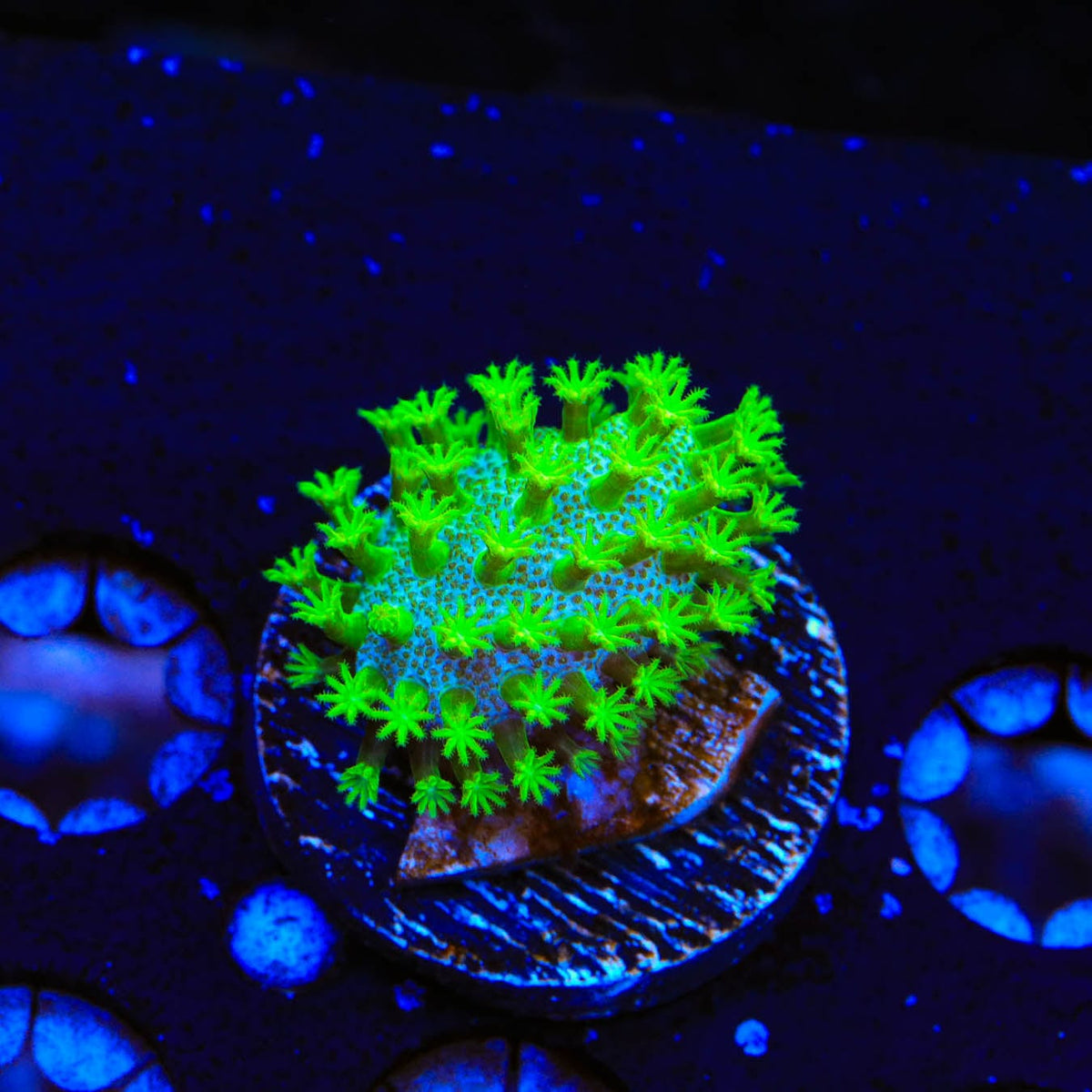 Neon Polyp Toadstool Coral – Top Shelf Aquatics