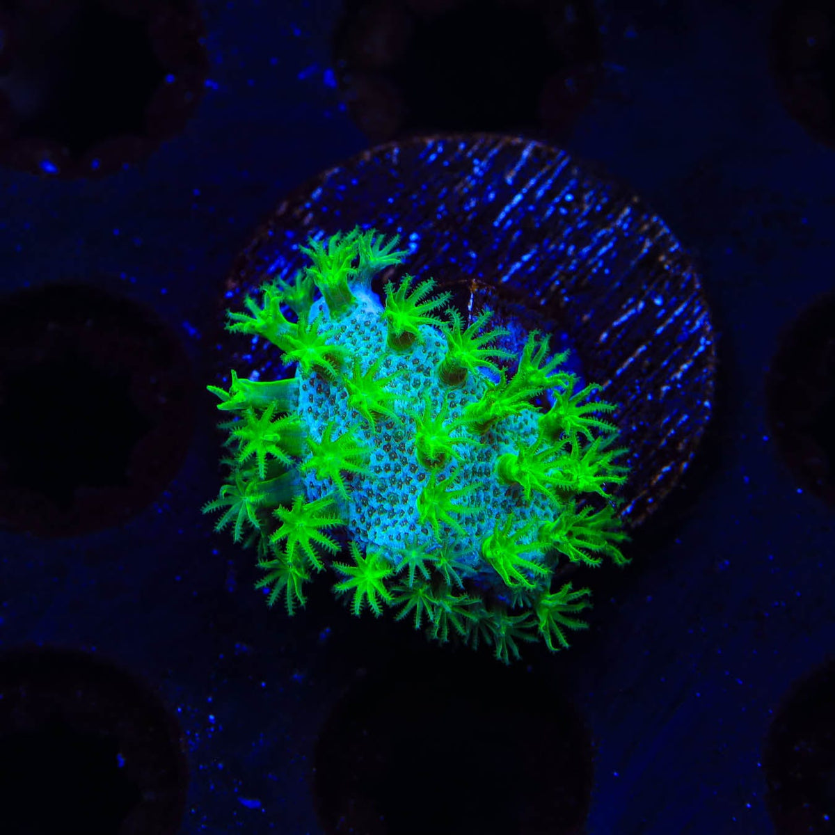 Neon Polyp Toadstool Coral – Top Shelf Aquatics