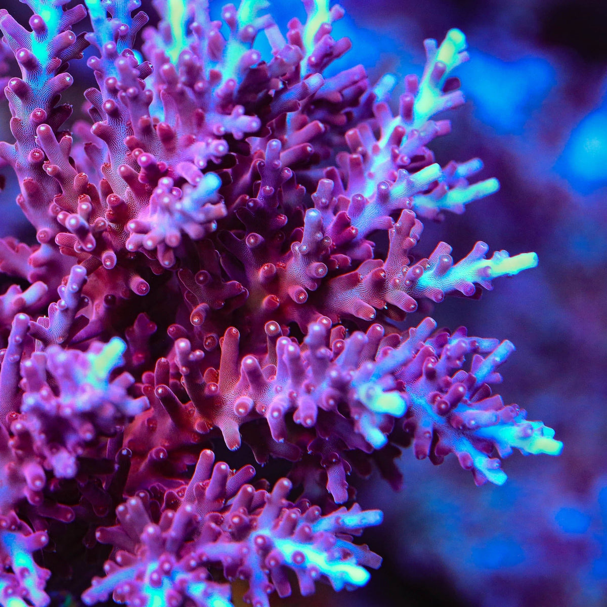 OG Red Dragon Acropora Coral – Top Shelf Aquatics