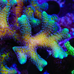 Coral Frags for Sale – Top Shelf Aquatics