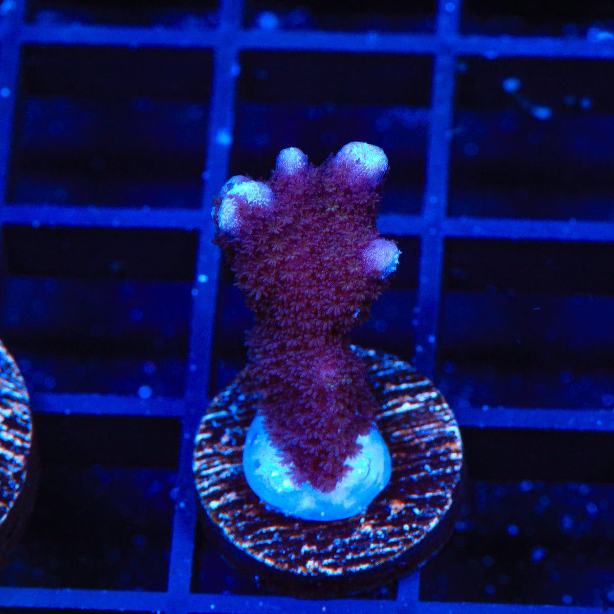 ORA German Blue Digitata Montipora Coral – Top Shelf Aquatics