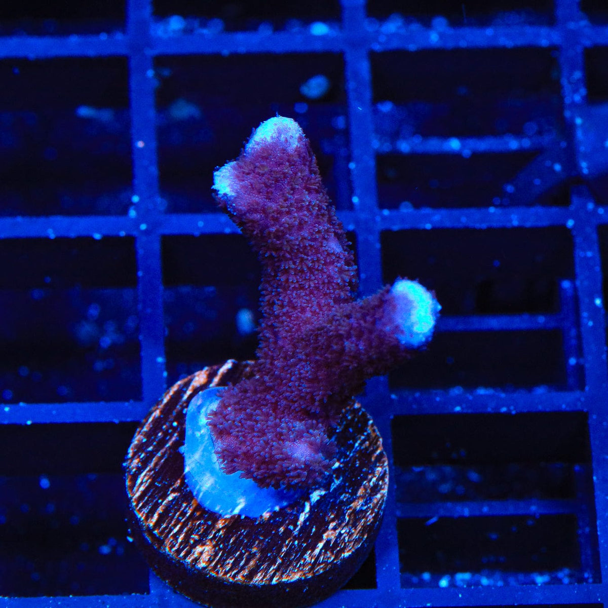 ORA German Blue Digitata Montipora Coral – Top Shelf Aquatics