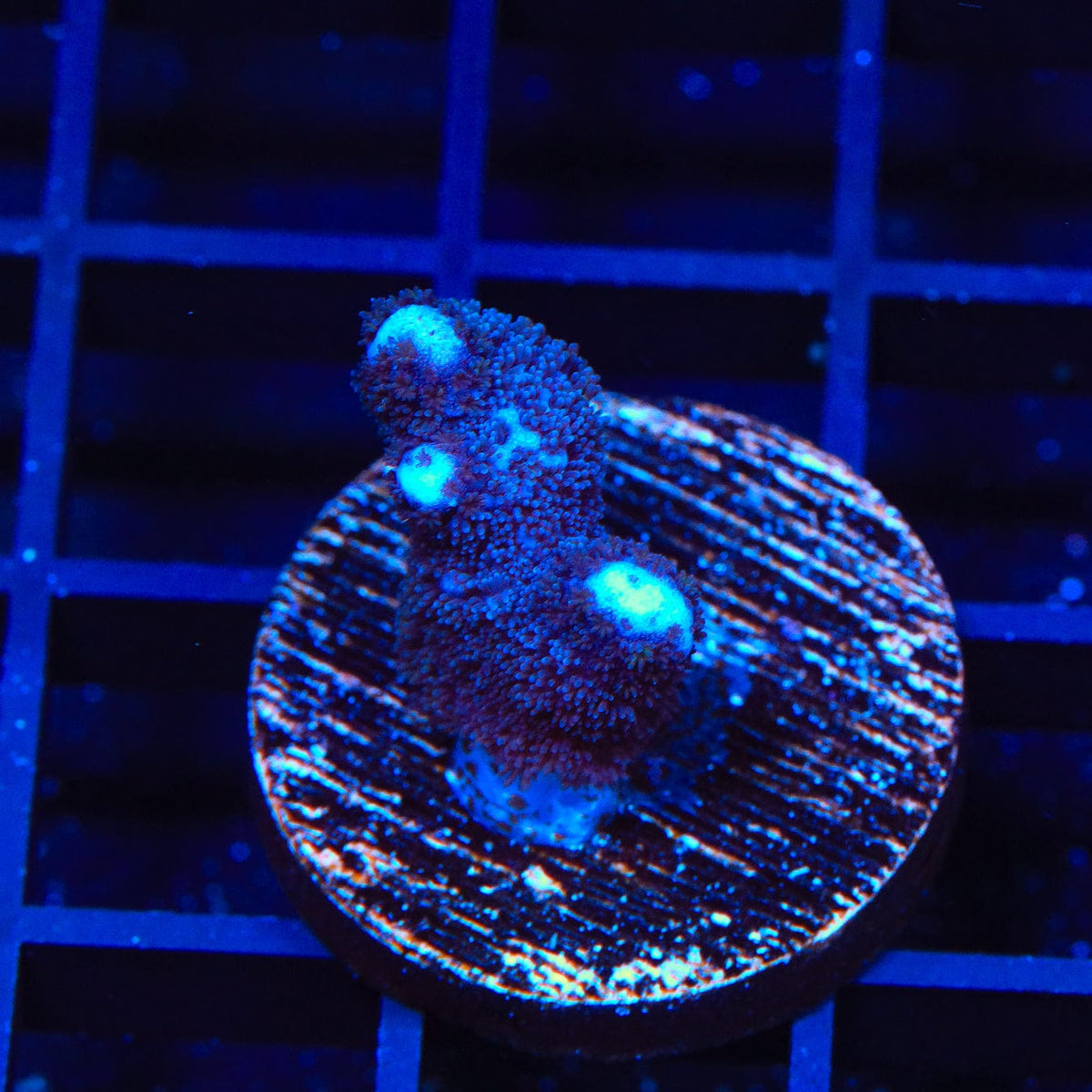 ORA German Blue Digitata Montipora Coral – Top Shelf Aquatics